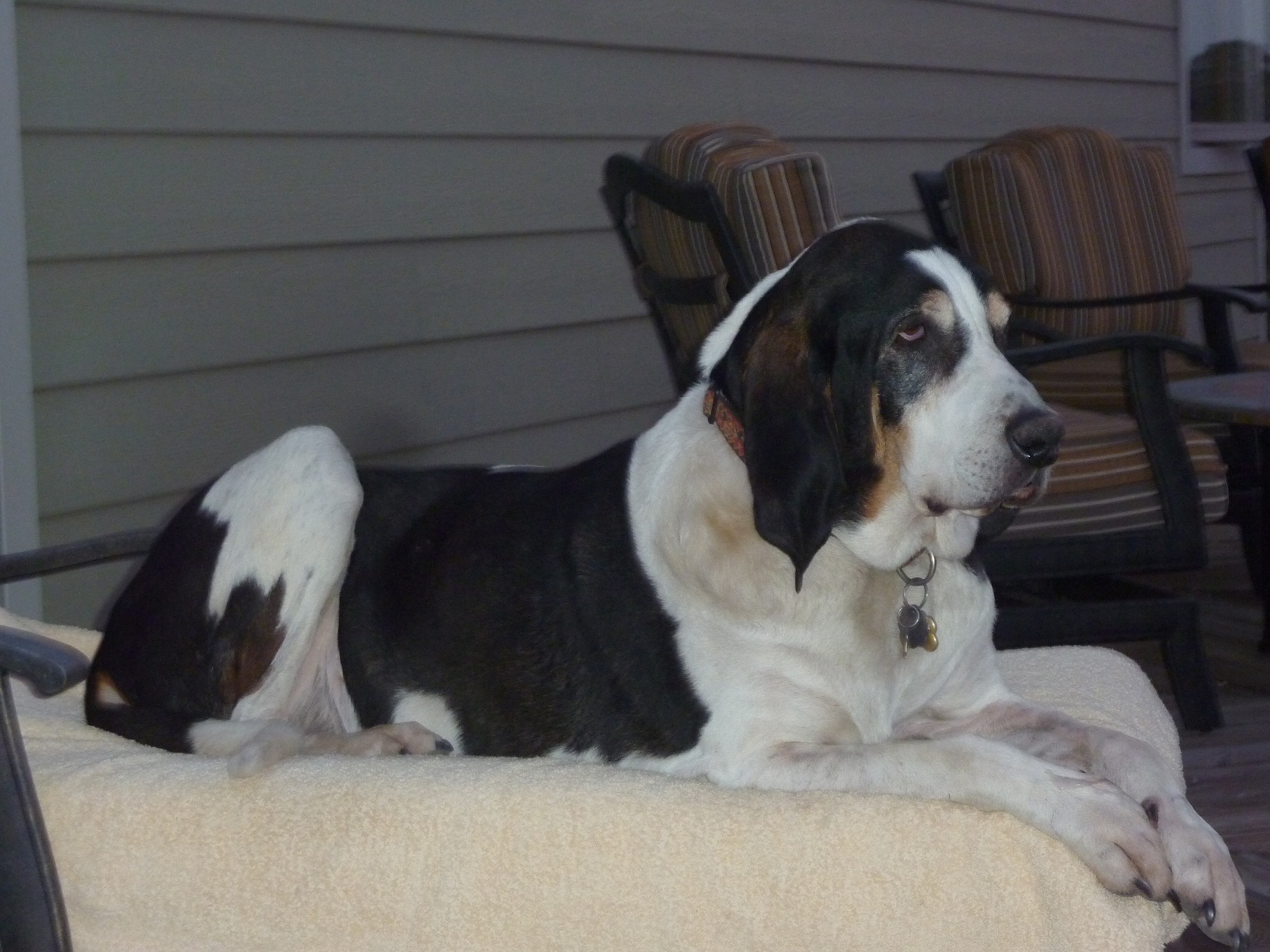 Jack Jack Hound - Sugarland Ranch